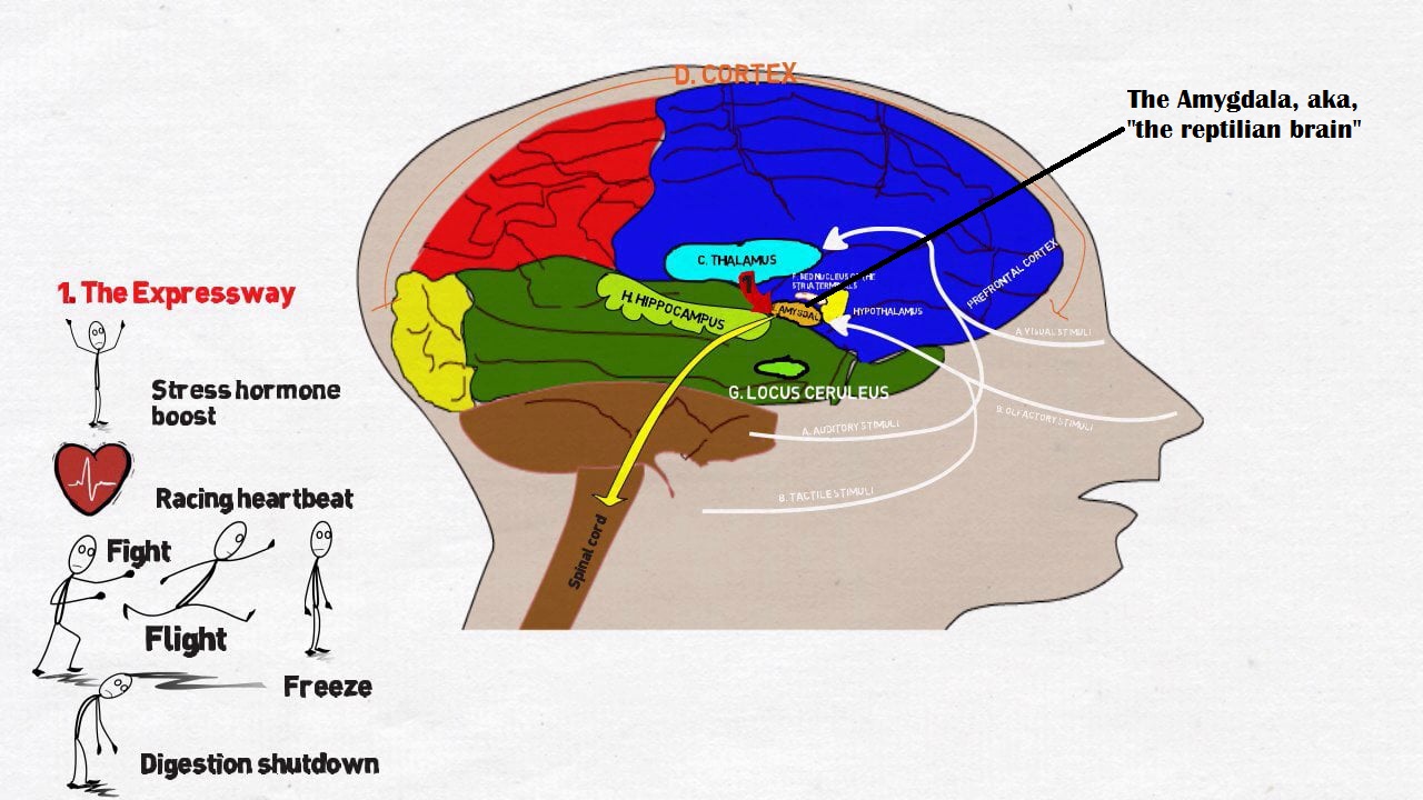 What Stress Does to Your Body—And Why – Fire & EMS Leader Pro